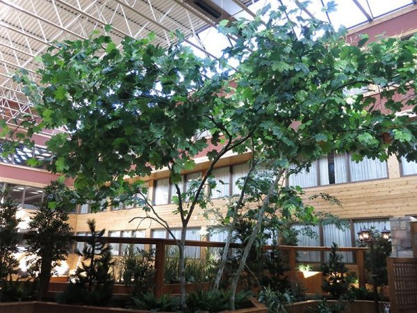 Oversized Maple Tree // Hotel Lobby - Greenscape Design & Decor