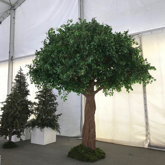 We Got Big Trees - Greenscape Design & Decor