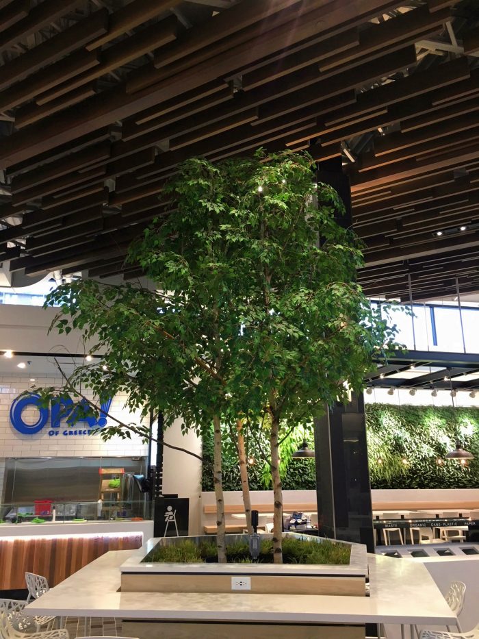 Commercial Birch Tree // The City of Lougheed Food Court - Greenscape ...