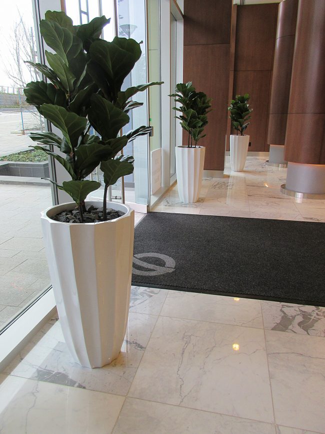 Artificial Fiddle Leaf Fig Plant in Fibreglass Planters // Vancouver ...