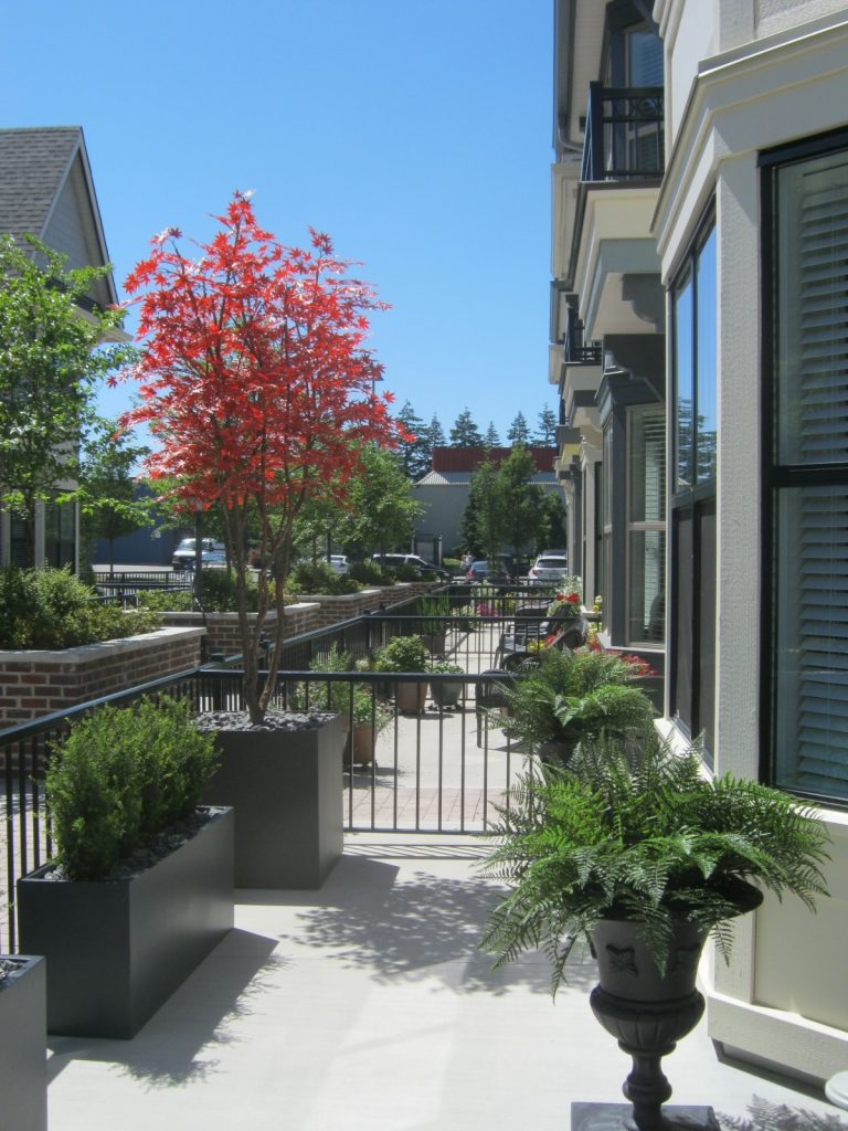 Cedar Shrubs and Custom Japanese Maple Tree // Residential Patio Design ...