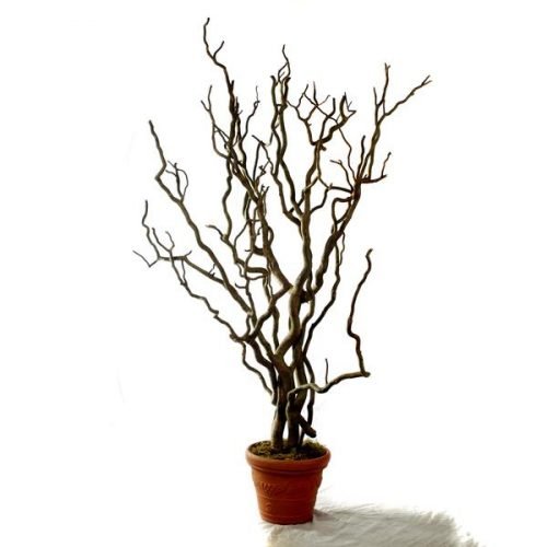 Bare Tree Structure - Thick - Greenscape Design & Decor