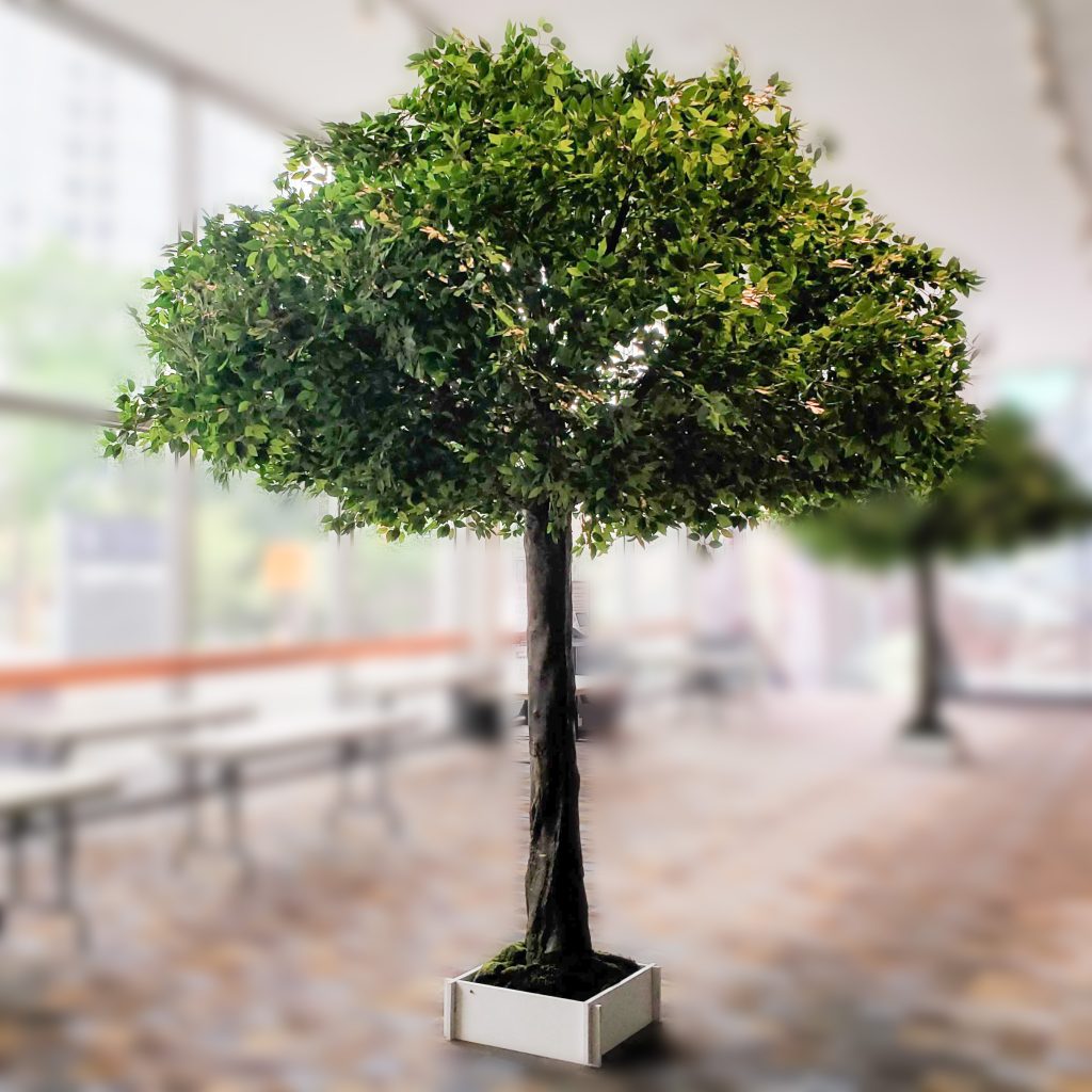 Canopy Tree - Green Ficus - Synthetic Trunk - Greenscape Design & Decor