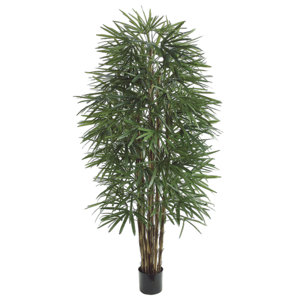 Lady Finger Palm - Greenscape Design & Decor